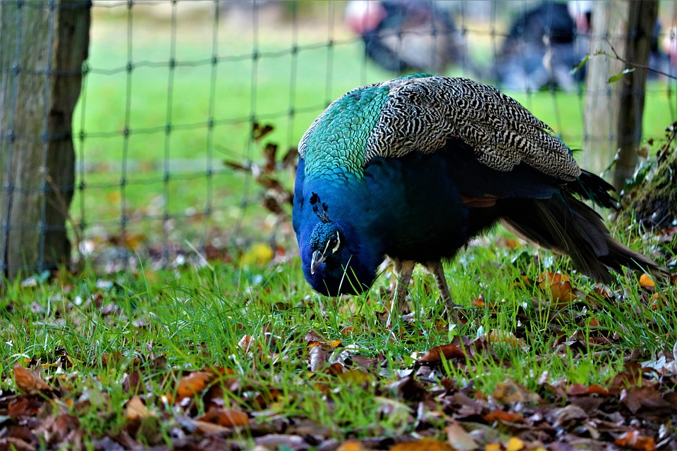 Peacock Bird Poultry Common - Free photo on Pixabay - Pixabay