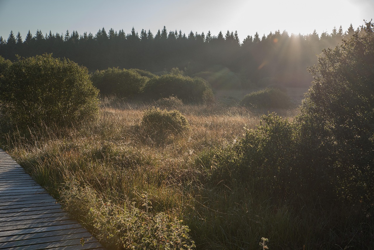 Boardwalk Shrubs Grass - Free photo on Pixabay - Pixabay