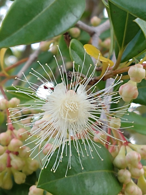 Gum Tree Flower Flowering - Free photo on Pixabay - Pixabay