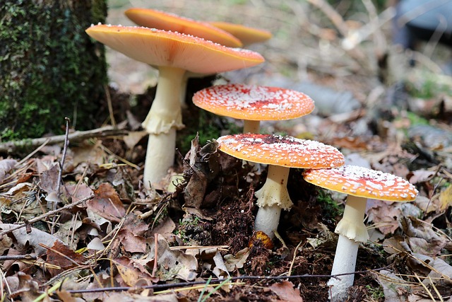 Champignons Champignon Automne - Photo gratuite sur Pixabay - Pixabay