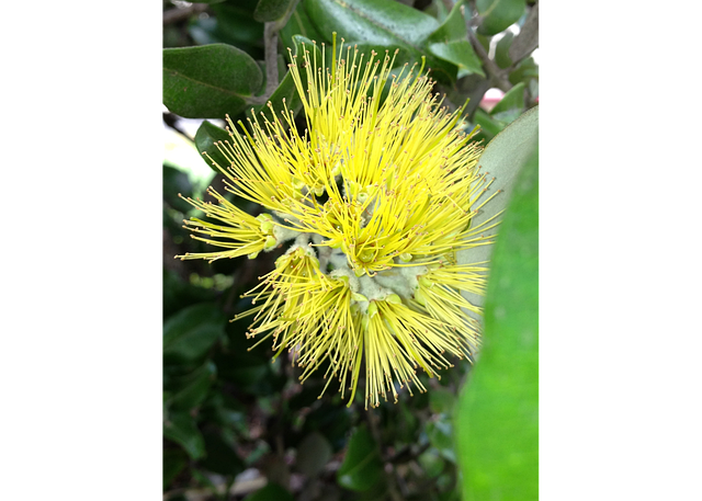 Lehua Mamo Pua - Image gratuite sur Pixabay - Pixabay