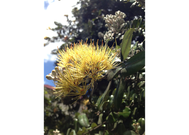 Download Lehua Mamo Flower Royalty-Free Stock Illustration Image - Pixabay