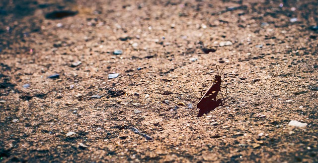 La Saleté Les Insectes Gravier - Photo gratuite sur Pixabay - Pixabay