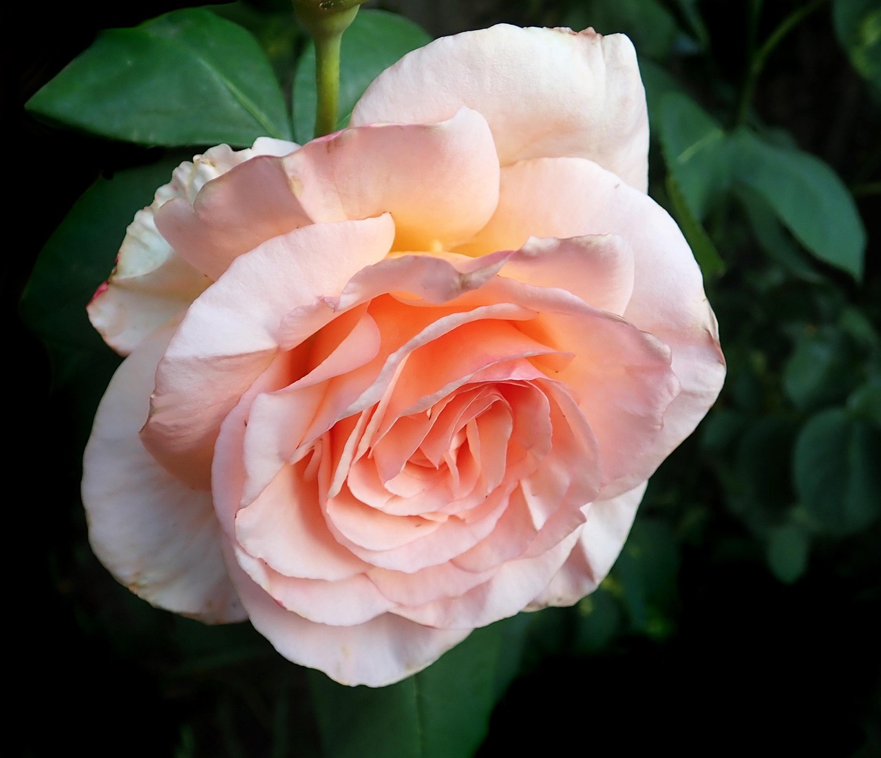 Flower Apricot Bloom - Free photo on Pixabay - Pixabay