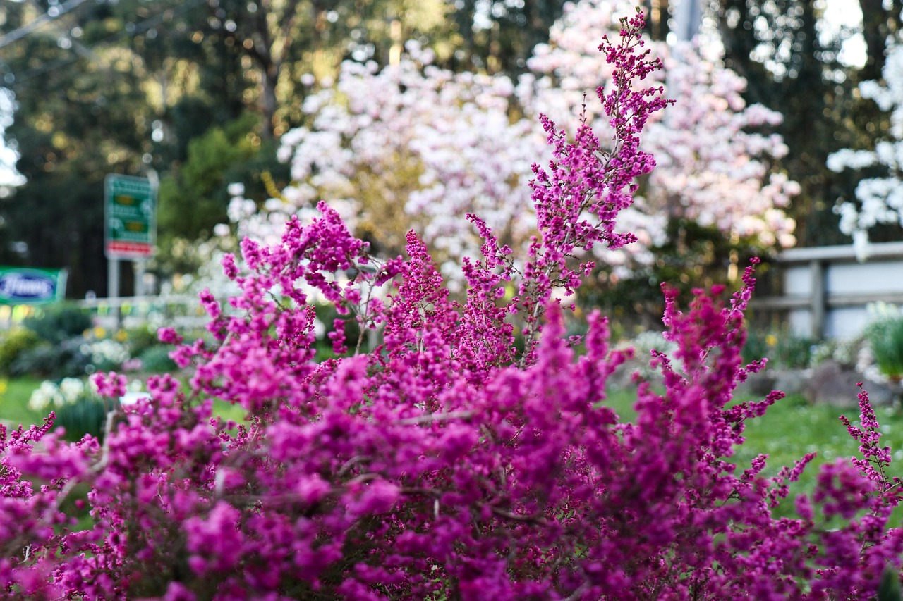 Jardin De Melbourne Bauhinia - Photo gratuite sur Pixabay - Pixabay