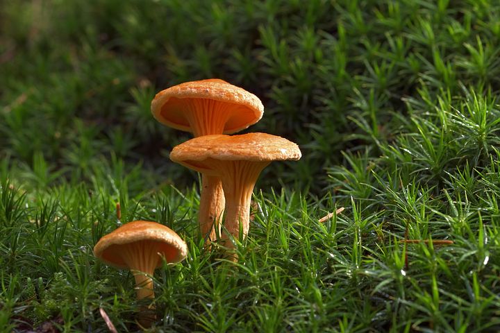 Peste 200 de imagini gratuite cu Ciuperci Comestibile și Ciuperci - Pixabay