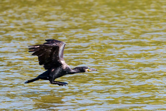 Adult Air Animal - Free photo on Pixabay - Pixabay