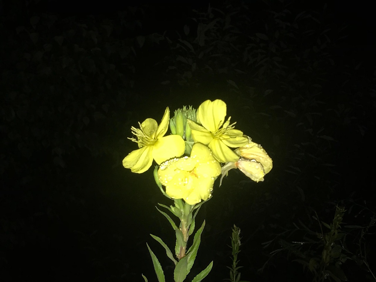 Sundrops Flower - Free photo on Pixabay - Pixabay