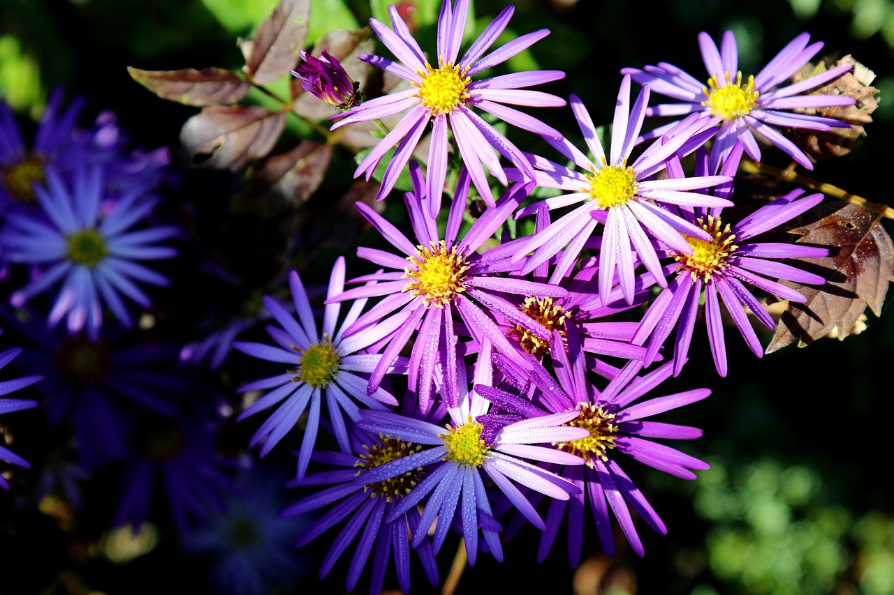 艾草一些竞争 亚士 Aster - Pixabay上的免费照片 - Pixabay