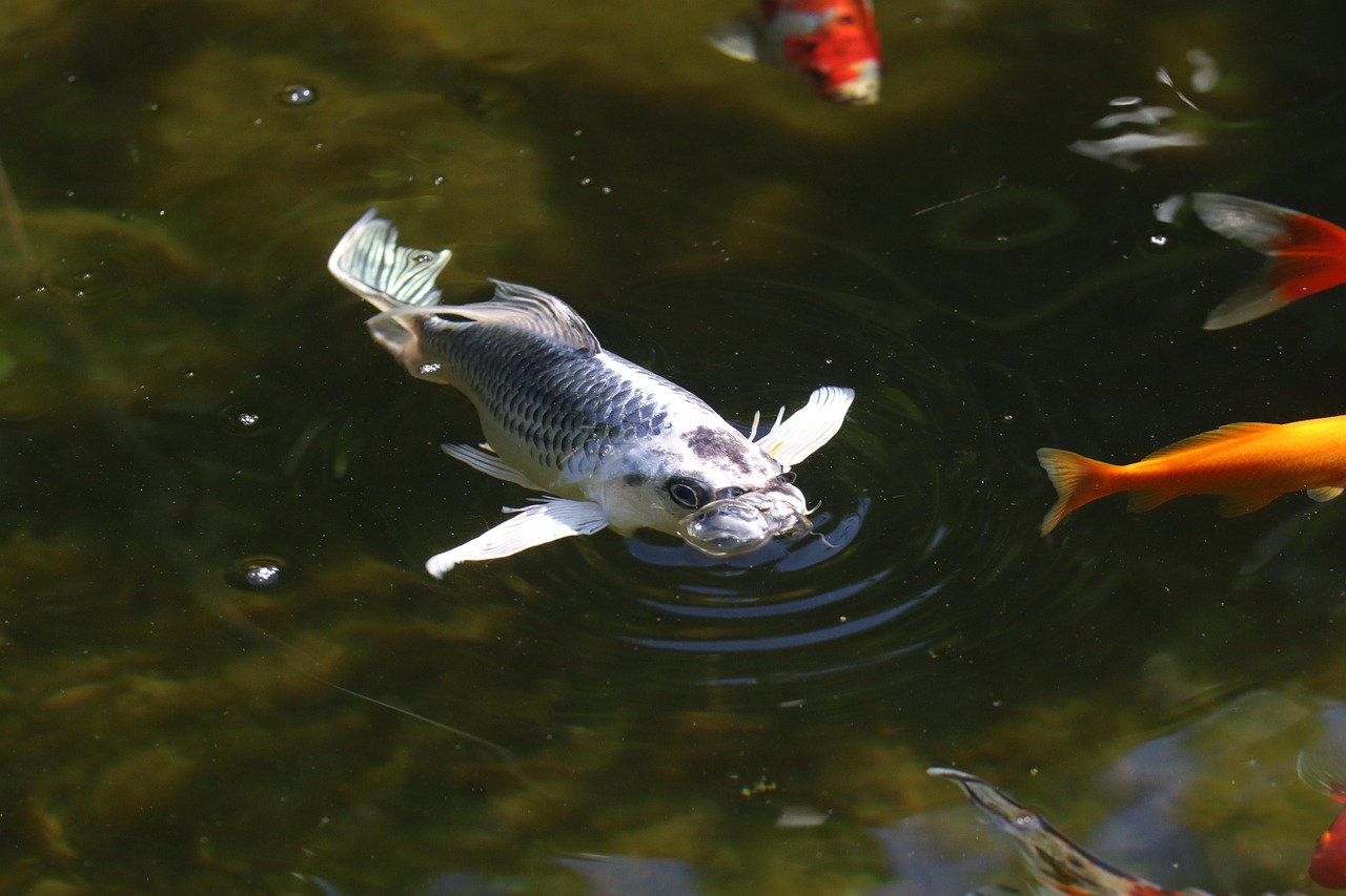 Fish Carp Animal - Free photo on Pixabay - Pixabay