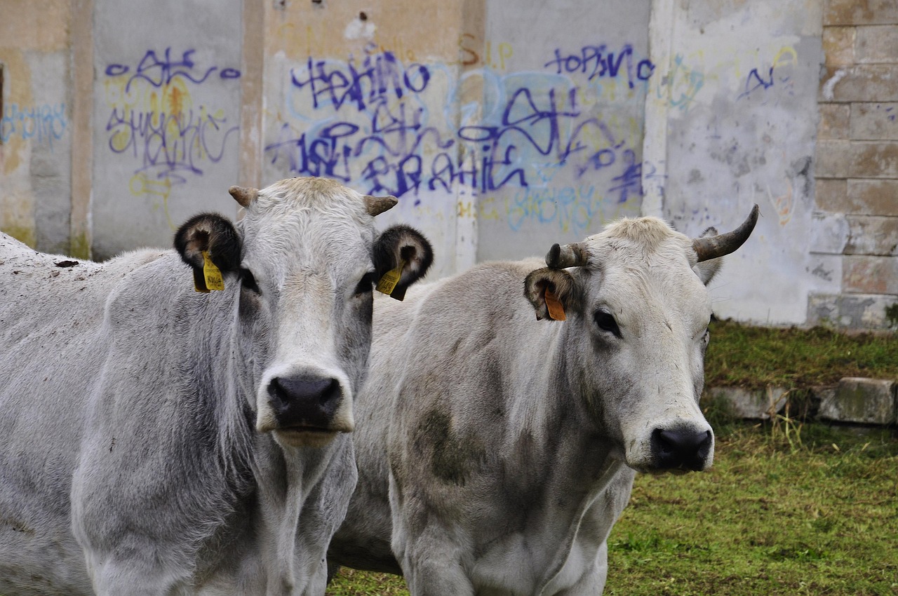 Sapi Ternak Padang Rumput - Foto gratis di Pixabay - Pixabay