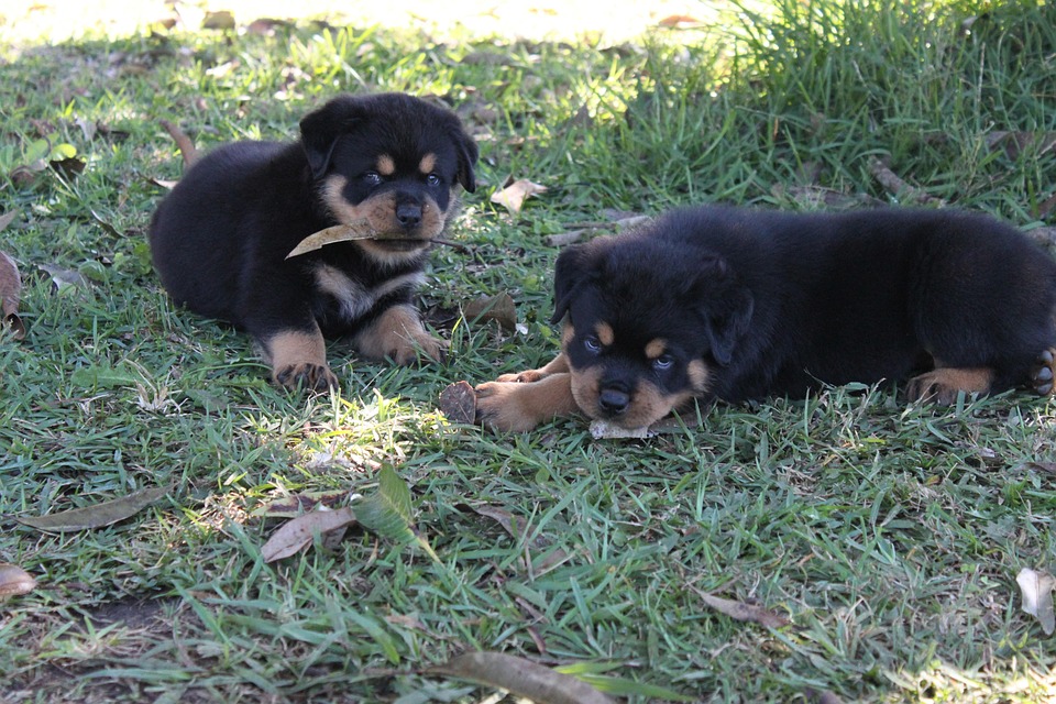 Rottweiler Puppies Pups - Free photo on Pixabay - Pixabay