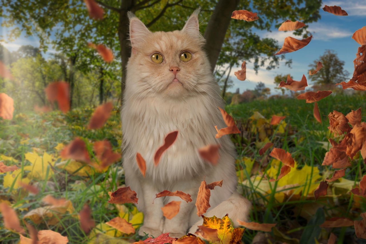 Cat Main Coon Pet - Free photo on Pixabay