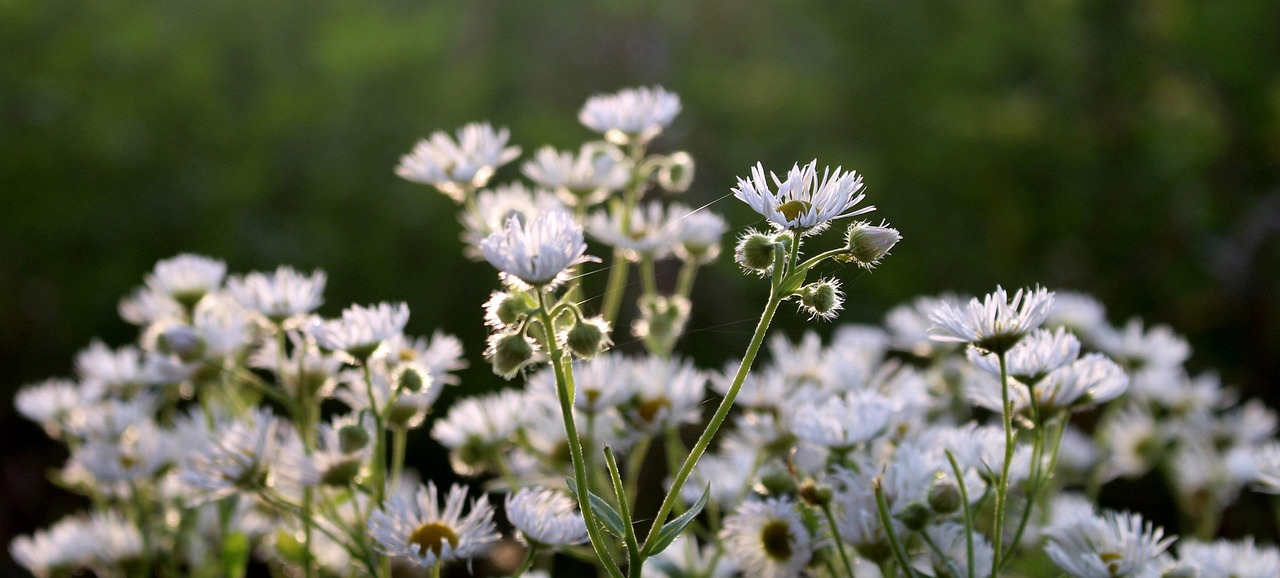 Flower Fall White Flowers - Free photo on Pixabay