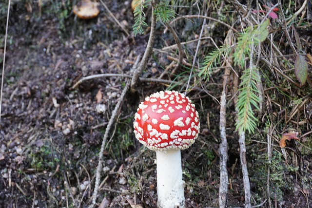 Mérges Gomba Erdő Esik - Ingyenes fotó a Pixabay-en - Pixabay