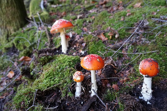 Mérges Gomba Erdő Esik - Ingyenes fotó a Pixabay-en - Pixabay