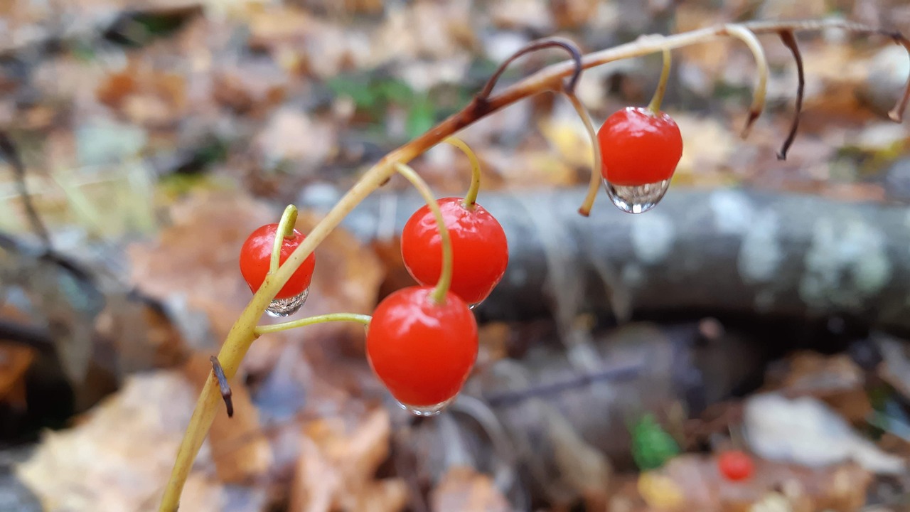 Carries The Water Drops Autumn - Free photo on Pixabay - Pixabay