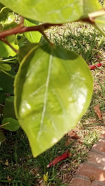 Folhas Verdes Plantar - Foto gratuita no Pixabay - Pixabay