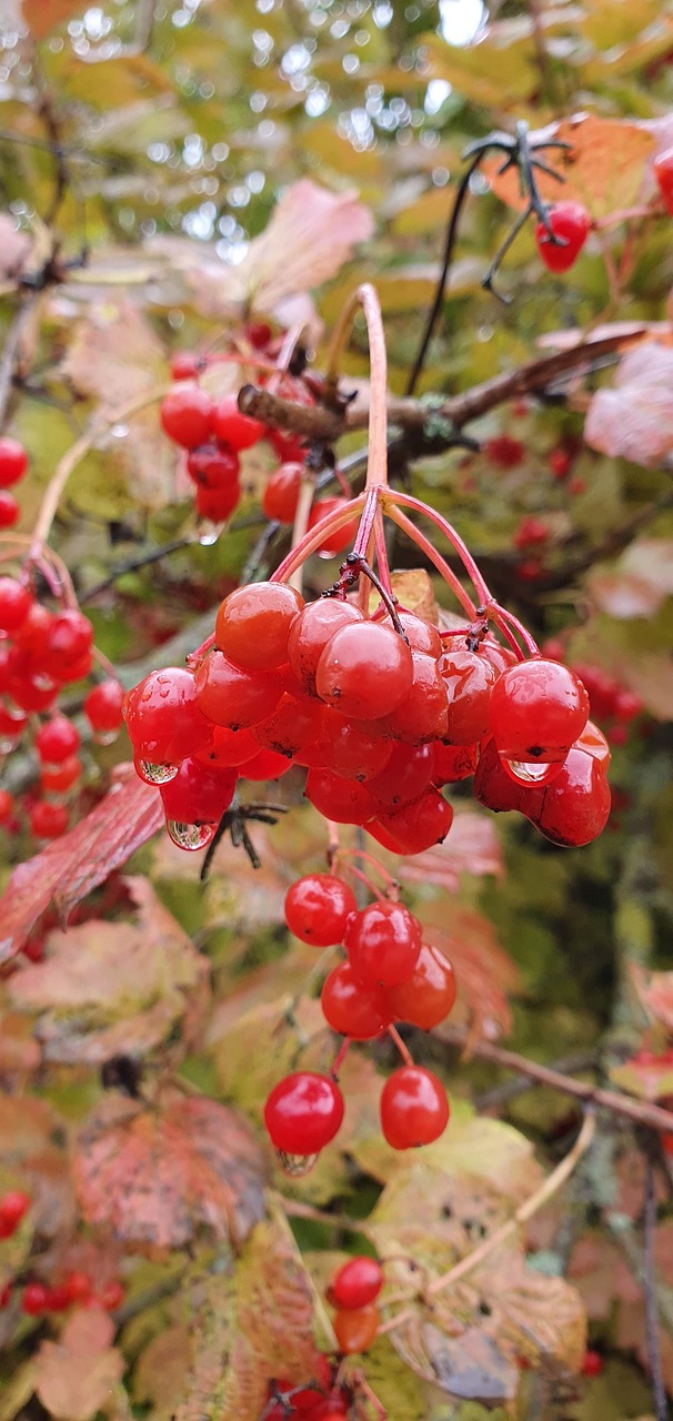Hawthorn Berries Plant - Free photo on Pixabay - Pixabay