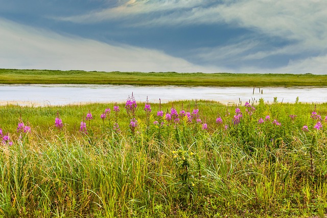 River Grass Wildflowers Free Photo On Pixabay Pixabay