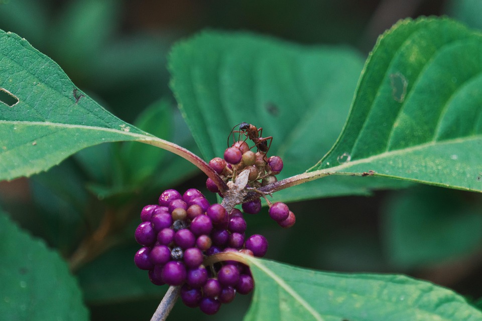 Ant Outdoor Nature - Free photo on Pixabay
