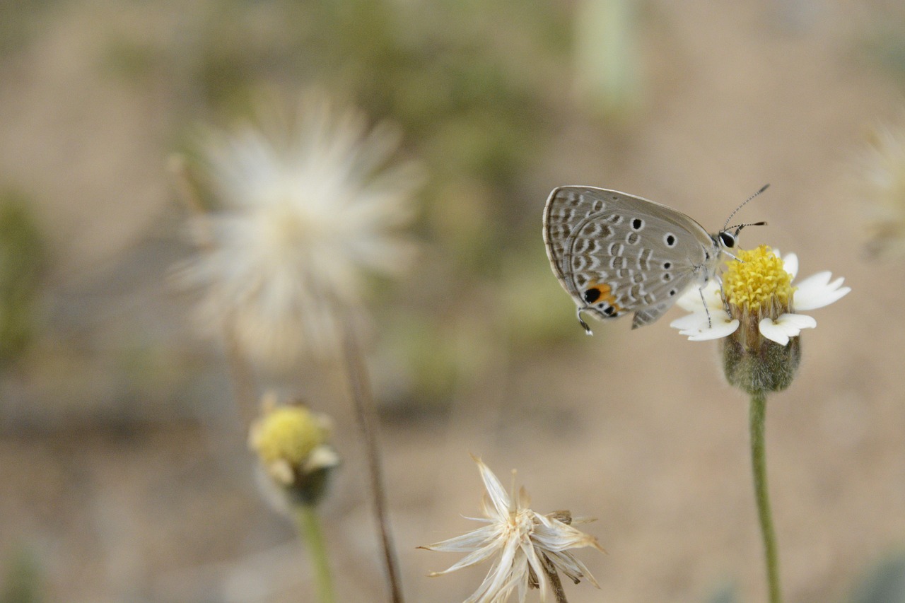 Butterfly Flower Meadow Plains - Free photo on Pixabay - Pixabay