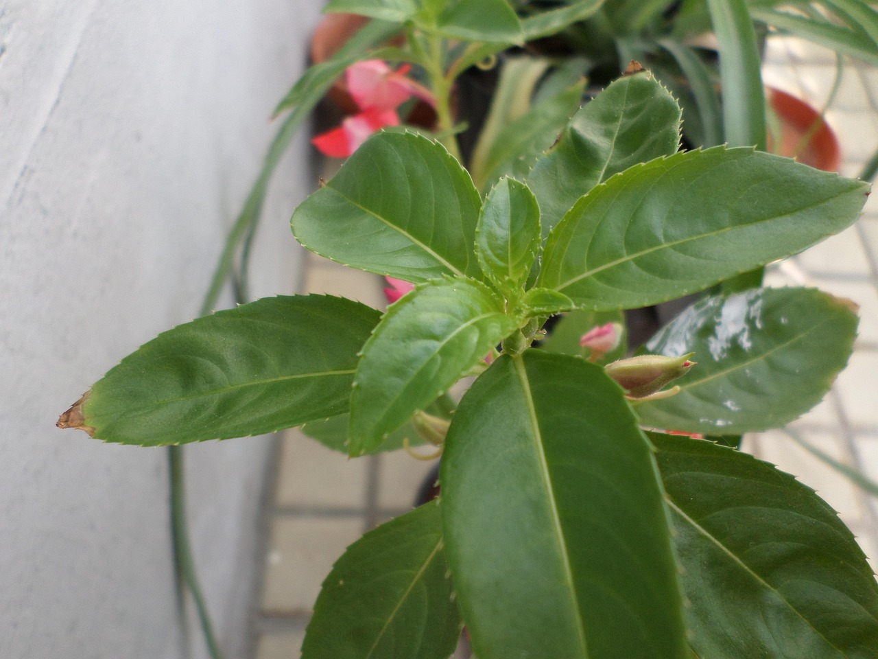 Garden Balsam Plant - Free photo on Pixabay - Pixabay