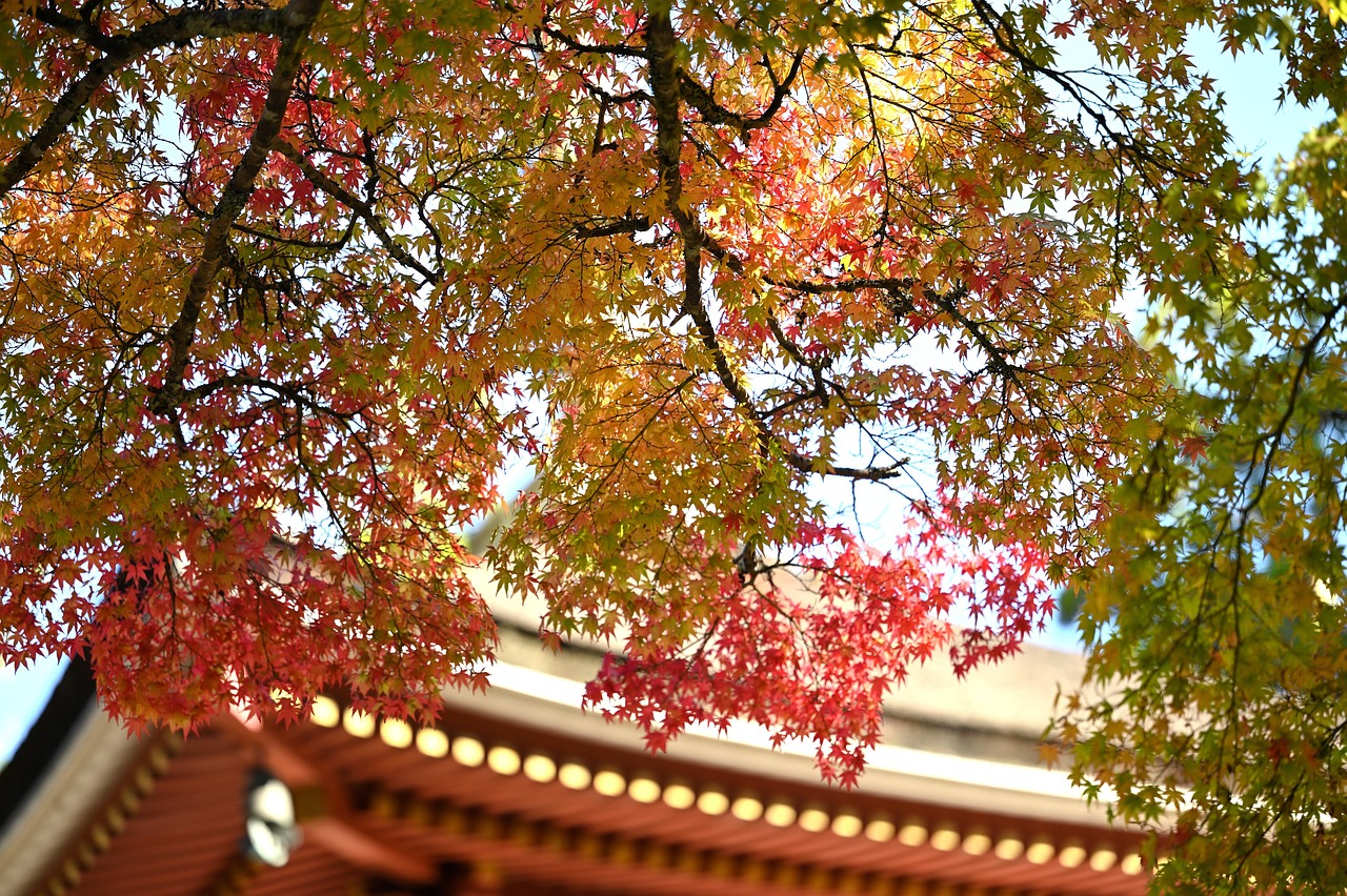 Autumnal Leaves Temple Autumn - Free photo on Pixabay - Pixabay