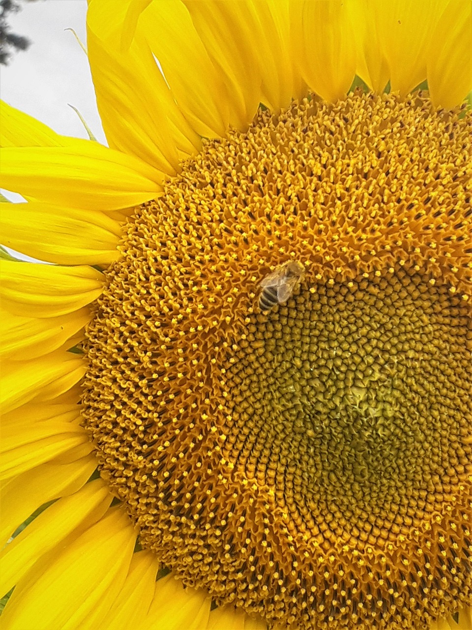 Sunflower Bee Nature - Free photo on Pixabay - Pixabay