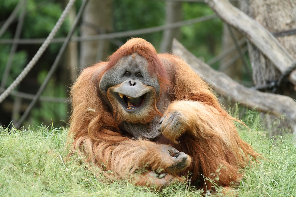 Orang-Outan Animal Zoo - Photo gratuite sur Pixabay