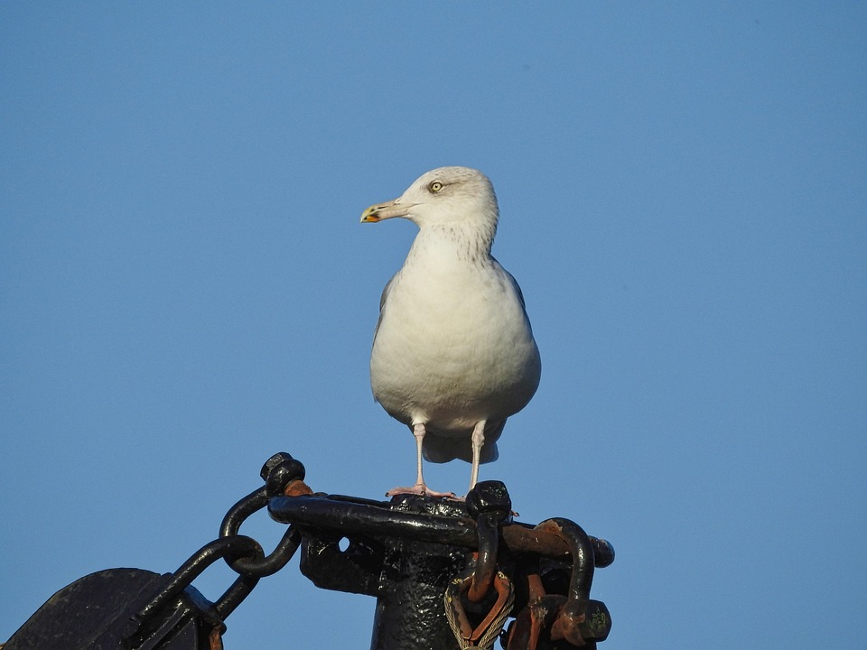 Mouette Greetsiel La Mer Du Nord - Photo gratuite sur Pixabay - Pixabay