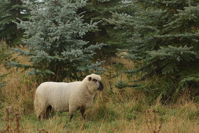 Le Mouton Forêt La Nature - Photo gratuite sur Pixabay - Pixabay
