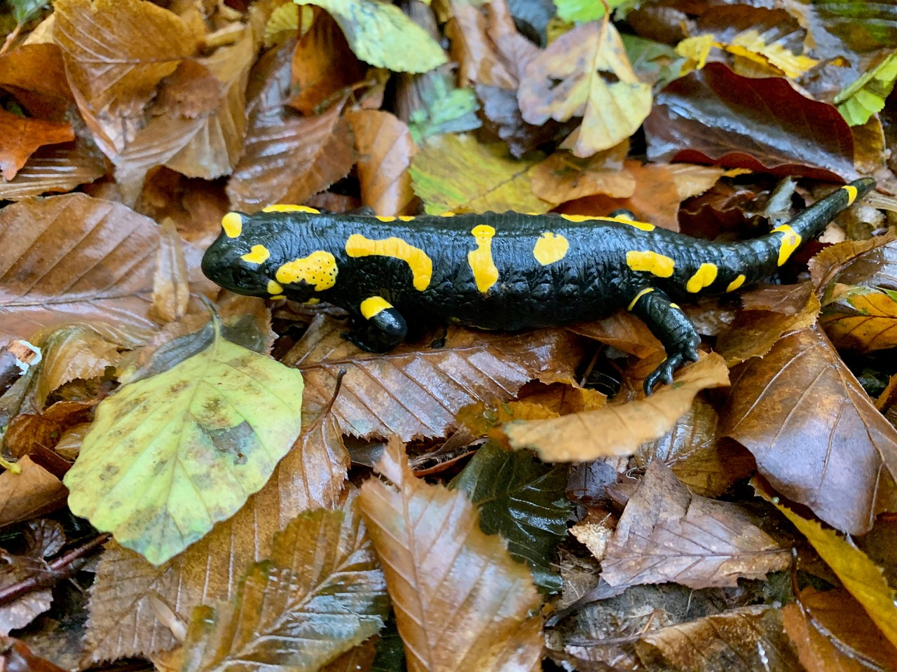 Fire Salamander Forest Leaves - Free photo on Pixabay - Pixabay