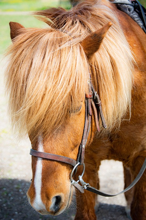 Horse Pony Equine - Free photo on Pixabay