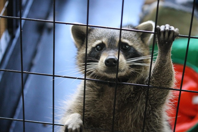 Raton Laveur Coon Animal De - Photo gratuite sur Pixabay