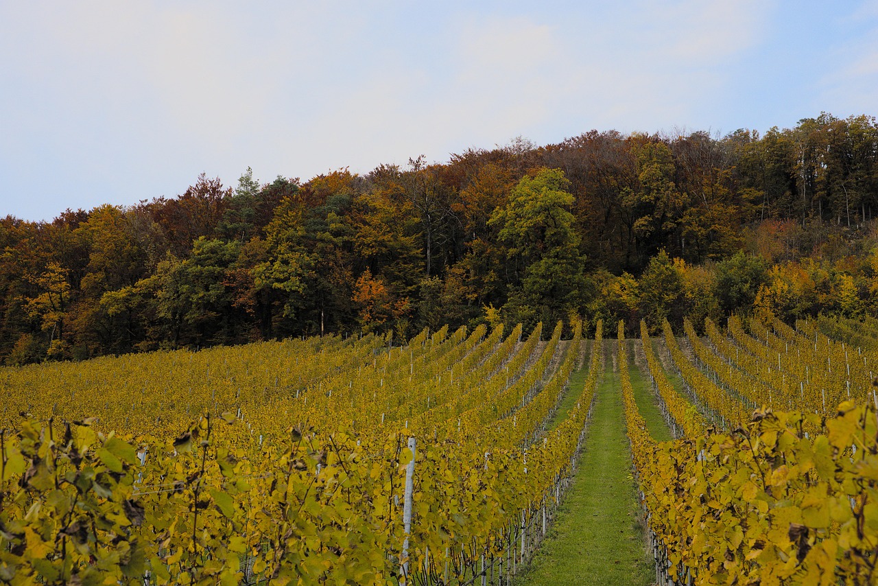 Fall Vineyards Forest - Free photo on Pixabay - Pixabay