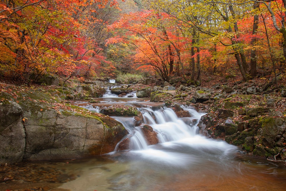 Tree Water Autumn - Free photo on Pixabay