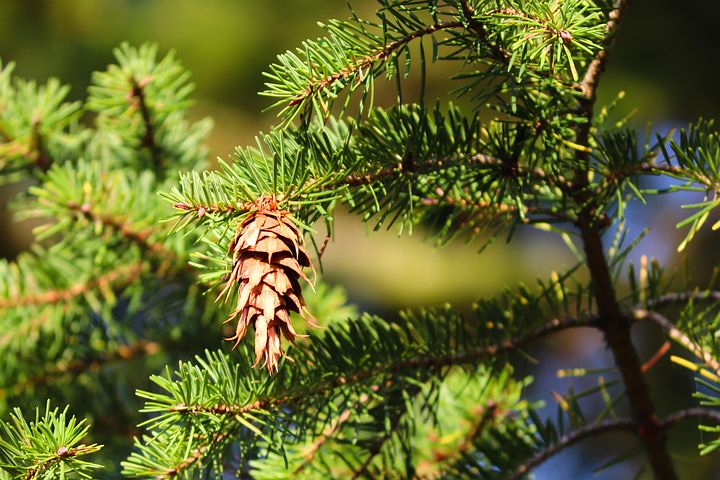 20+ kostenlose Douglasien und Natur-Bilder