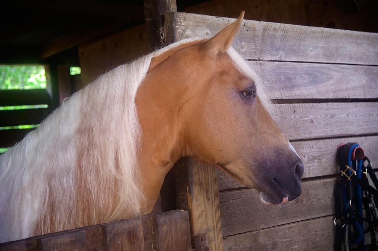 Paard Boerderij Dier - Gratis foto op Pixabay - Pixabay