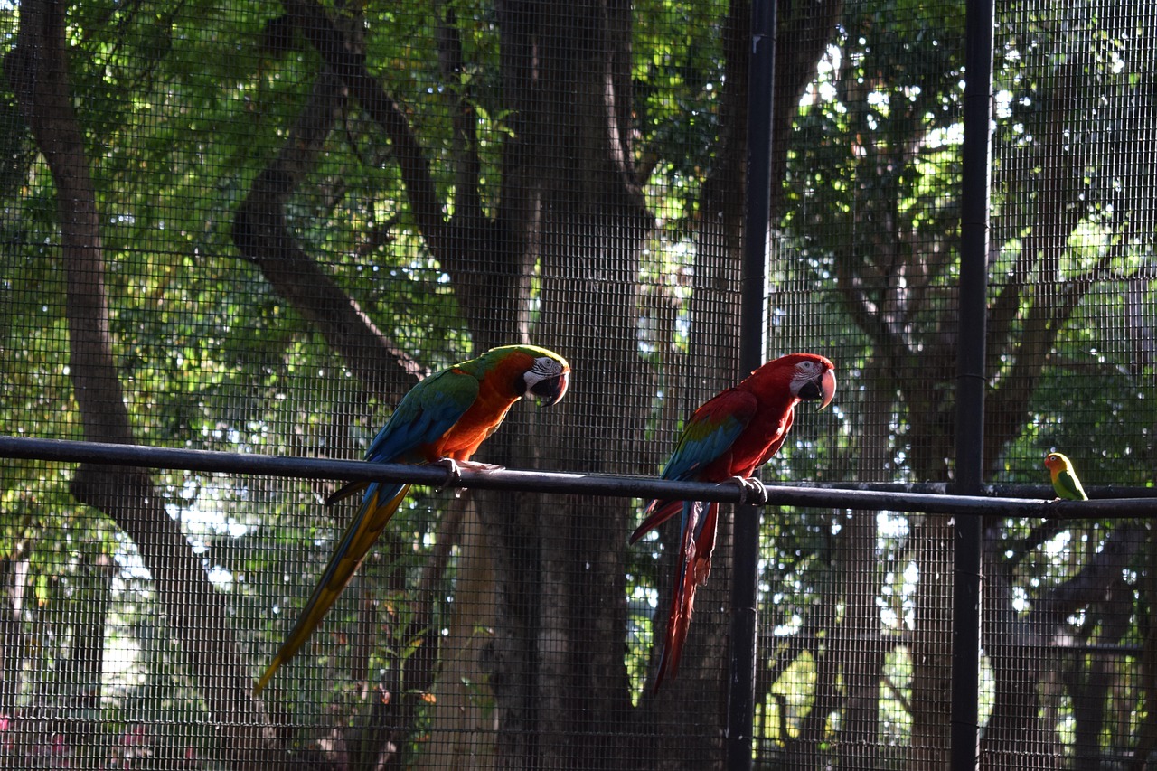 Des Oiseaux Perroquet - Photo gratuite sur Pixabay - Pixabay