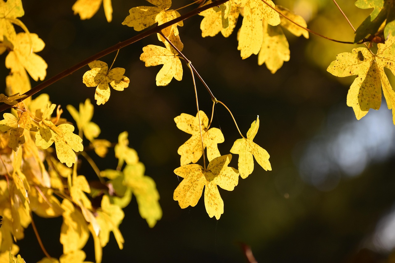 Yellow Autumn Nature - Free photo on Pixabay - Pixabay