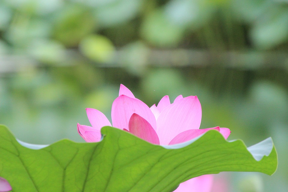 Lotus Feuille Fleur - Photo gratuite sur Pixabay - Pixabay