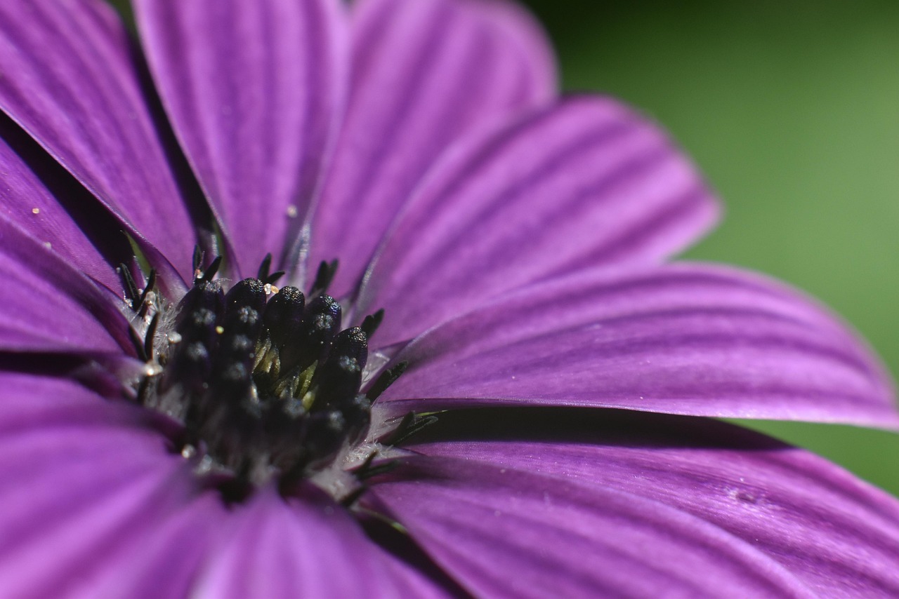Cape Marguerite Flower Plant - Free photo on Pixabay