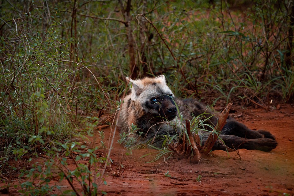 Hyena Mammal Animal - Free photo on Pixabay - Pixabay