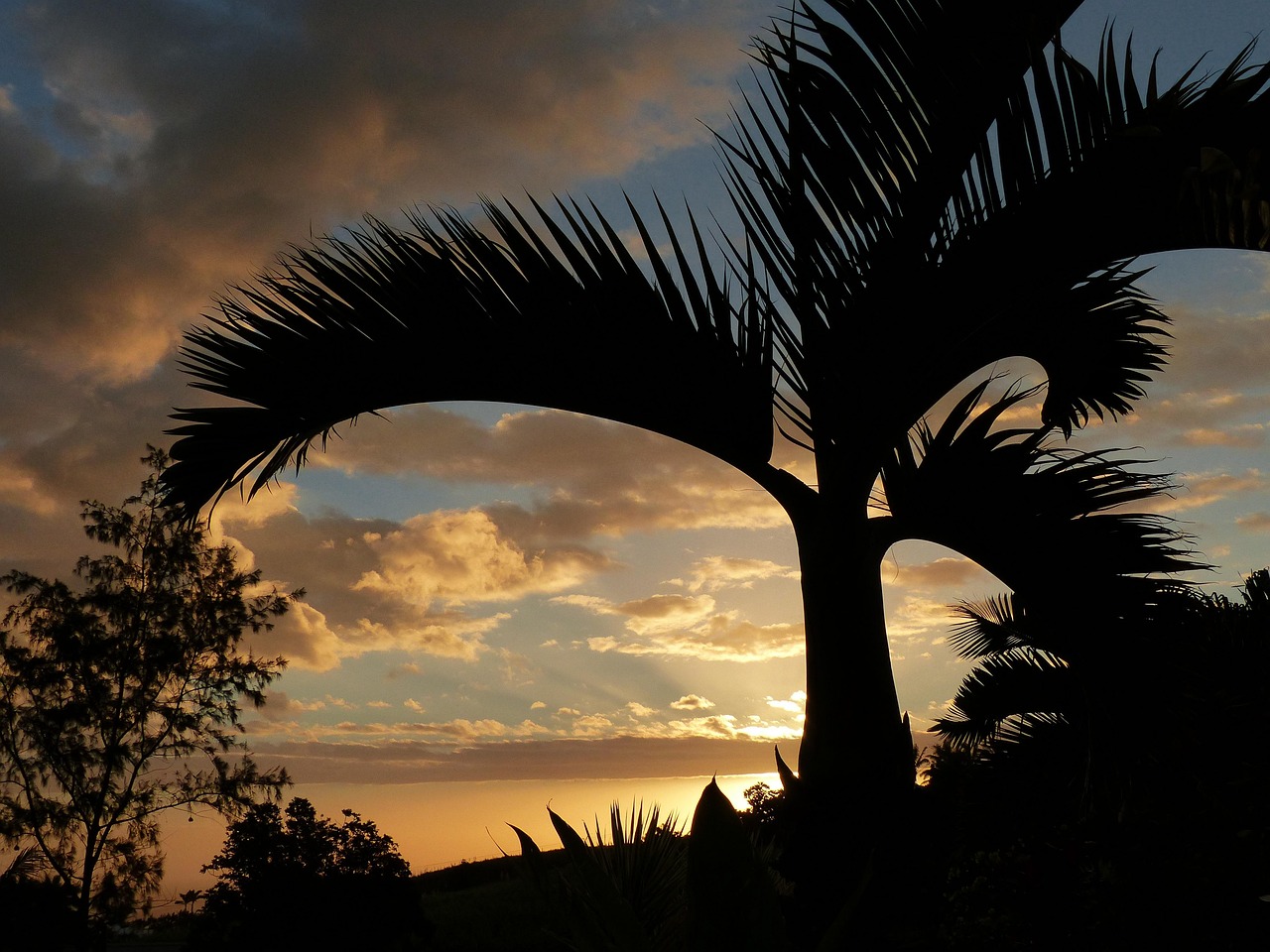 Reunion Palmtree Sunset - Free photo on Pixabay - Pixabay
