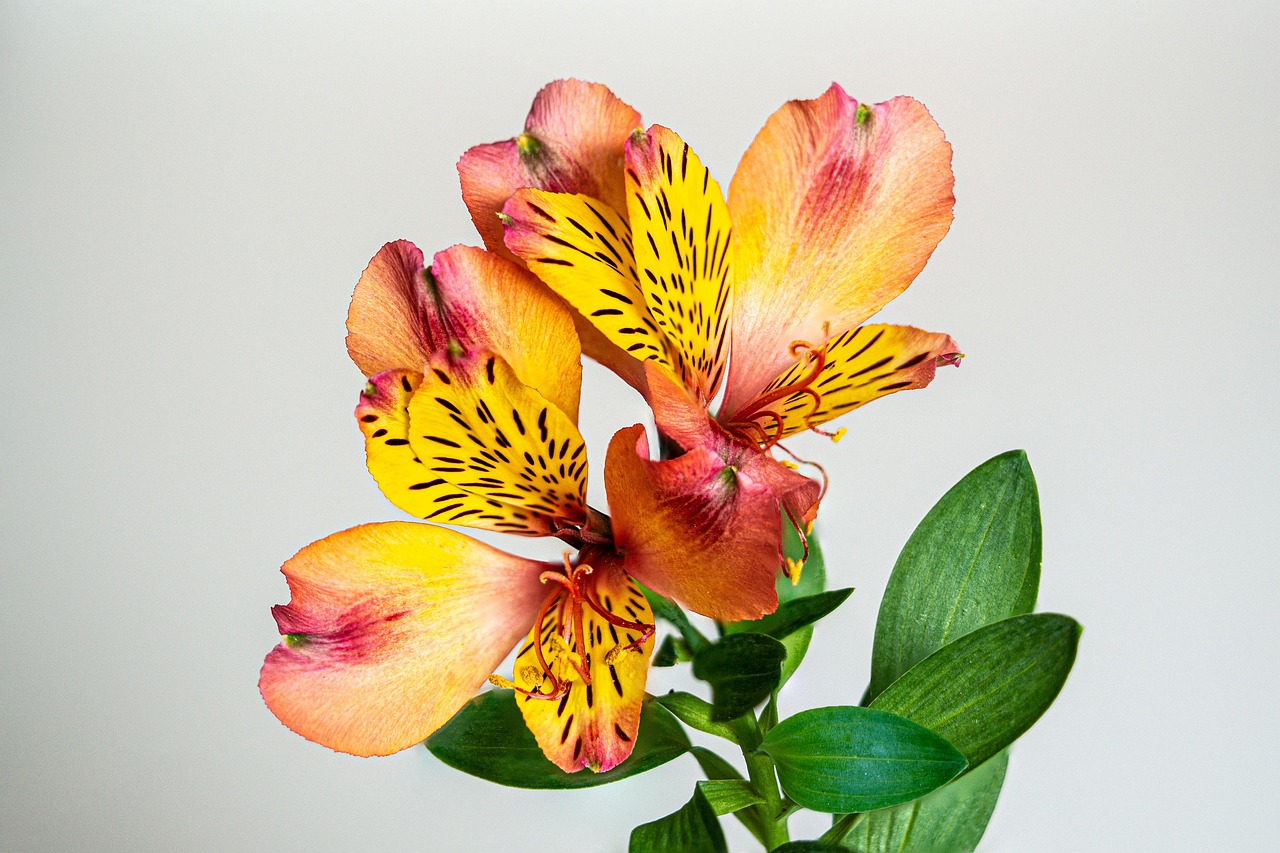 Natureza Primavera Flor - Foto gratuita no Pixabay - Pixabay