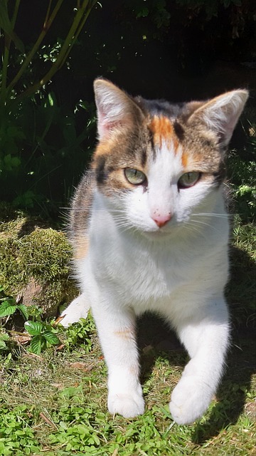 Cat Tiger Mammals - Free photo on Pixabay - Pixabay