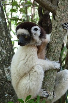 8+ Free Sifaka & Lemur Photos - Pixabay