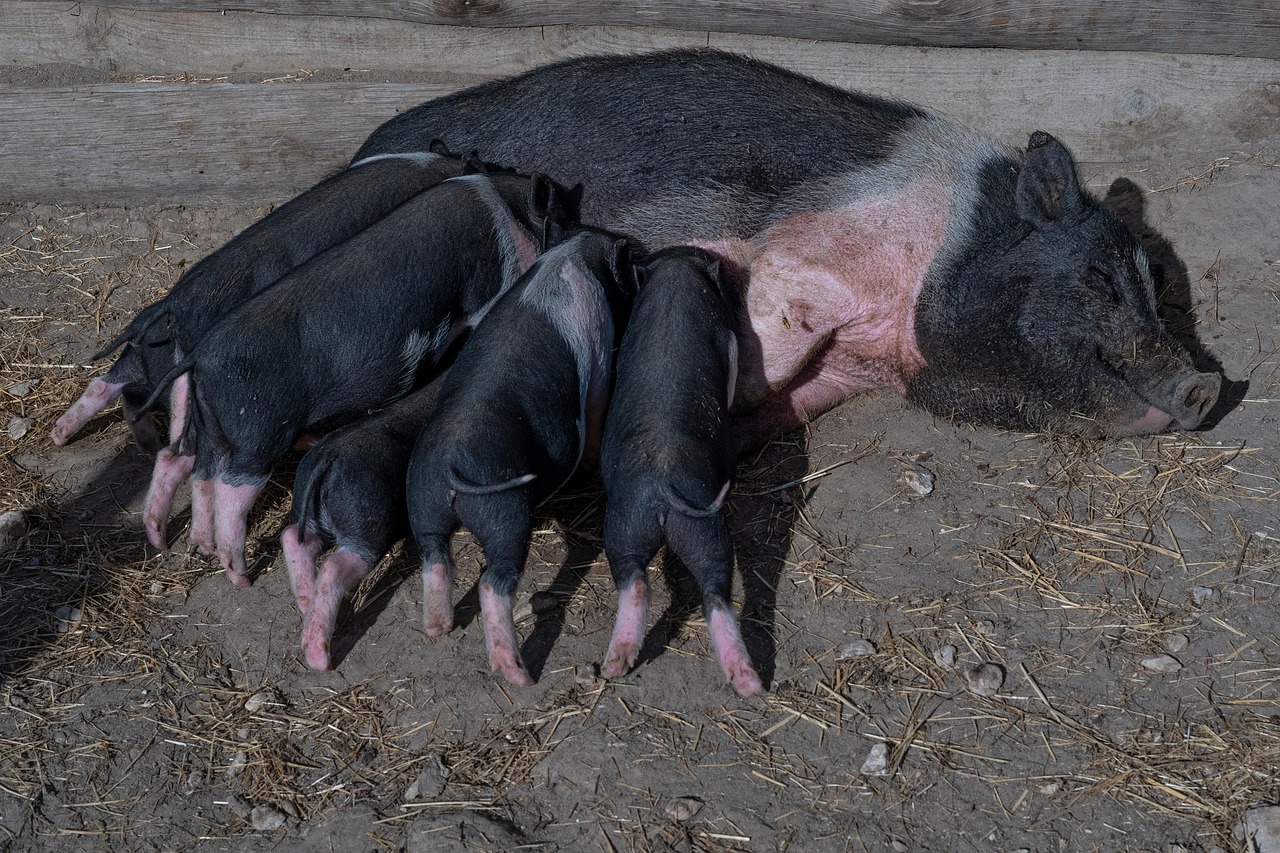 Pig Agriculture Nature - Free photo on Pixabay - Pixabay