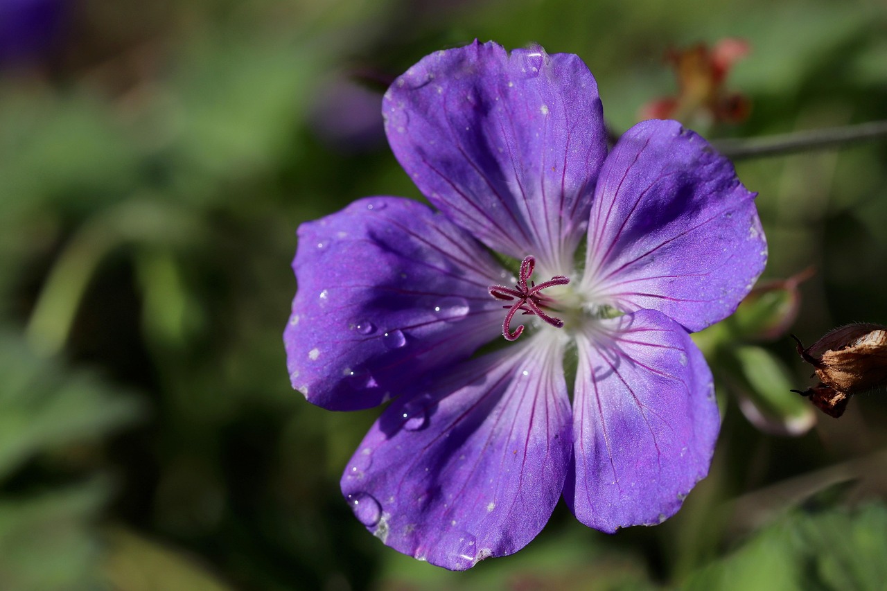 Crane'S-Bill Geranium Flower - Free photo on Pixabay - Pixabay